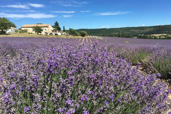 Collection Lambert / Museum of Contemporary Art - Avignon City Pass
